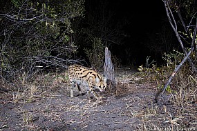 Camera Trap Showcase - Camtraptions